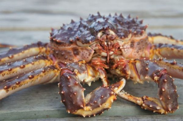 Cua Hoàng đế King Crab Alaska Tươi Sống Ngộp - Giá Mới